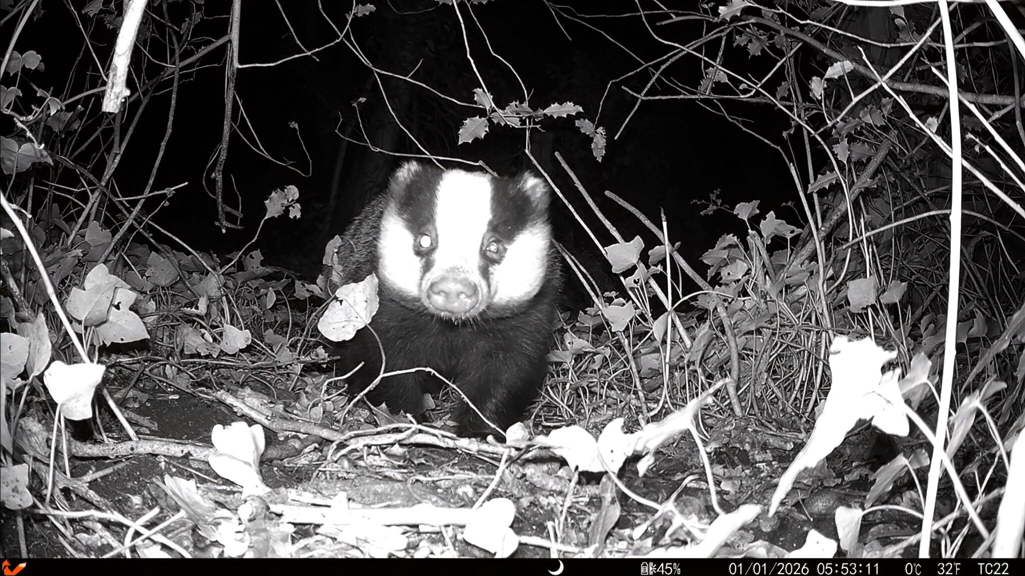 If you go down in the woods today, you're sure of a big surprise! - The ...